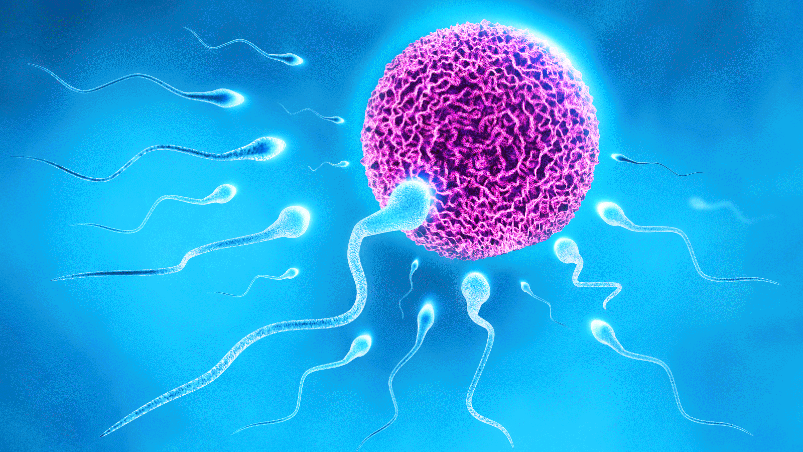 Fertilizim In Vitro … Kur? Pse? | Dr.Elton Peci